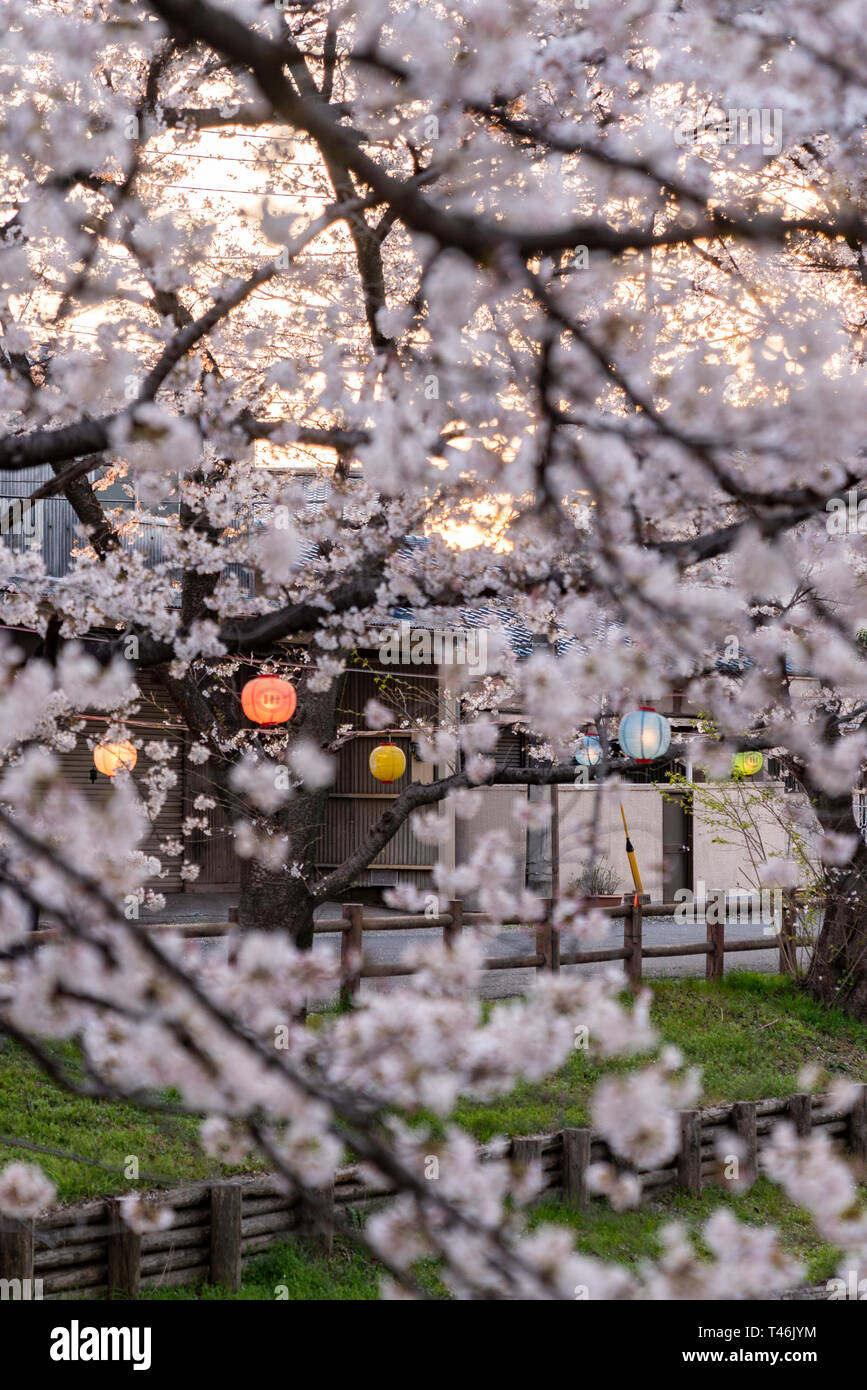 Cherry blossoms at Shingashi River, near Hikawa Shrine, Kawagoe City ...