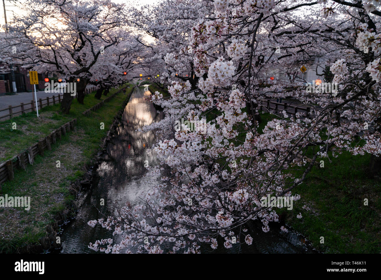 Cherry blossoms at Shingashi River, near Hikawa Shrine, Kawagoe City ...