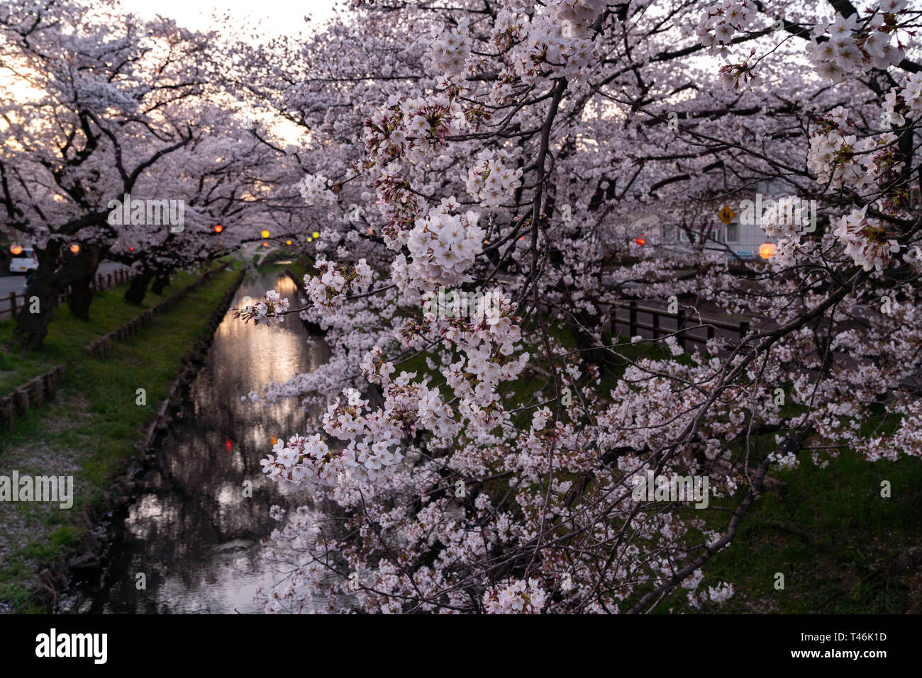 Cherry blossoms at Shingashi River, near Hikawa Shrine, Kawagoe City ...