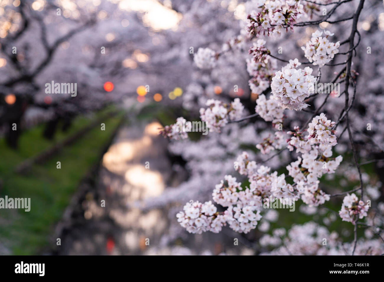 Cherry blossoms at Shingashi River, near Hikawa Shrine, Kawagoe City ...