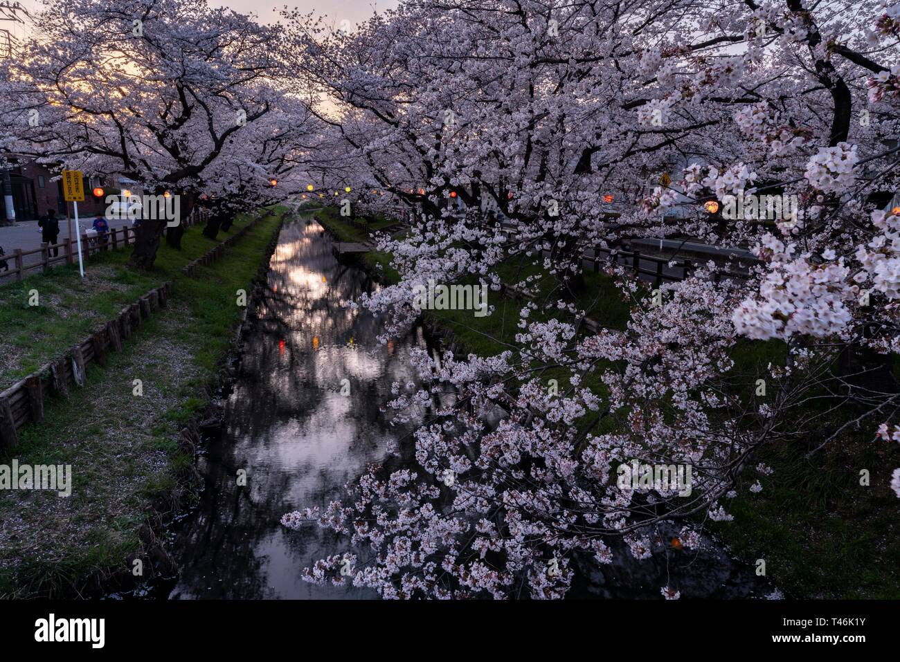Cherry blossoms at Shingashi River, near Hikawa Shrine, Kawagoe City ...