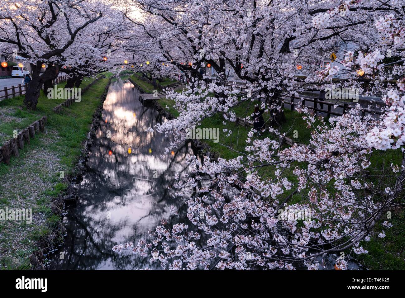 Cherry blossoms at Shingashi River, near Hikawa Shrine, Kawagoe City ...