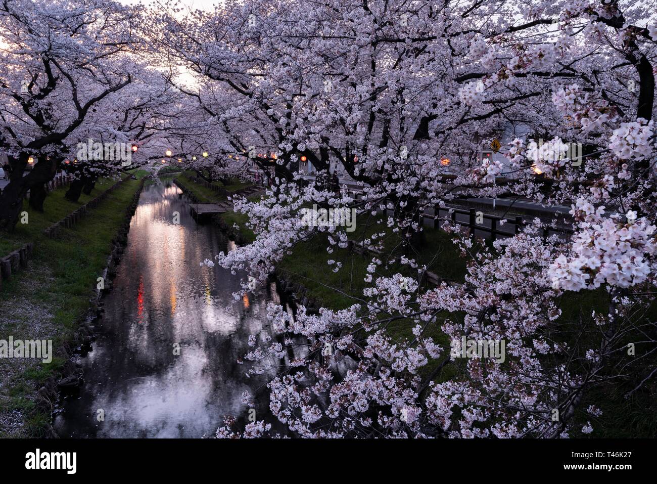 Cherry blossoms at Shingashi River, near Hikawa Shrine, Kawagoe City ...