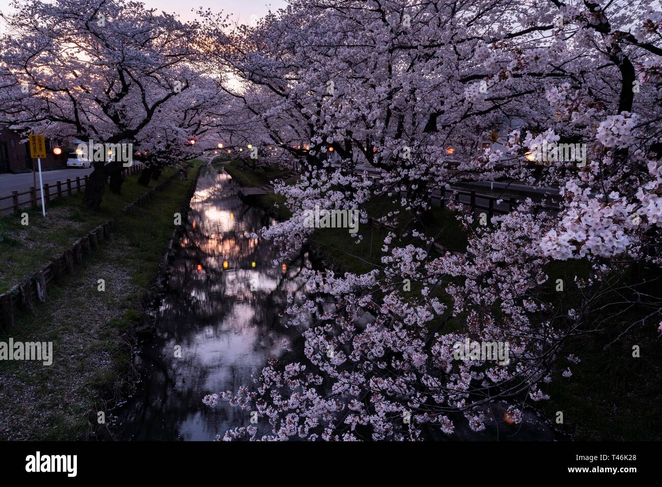 Cherry blossoms at Shingashi River, near Hikawa Shrine, Kawagoe City ...