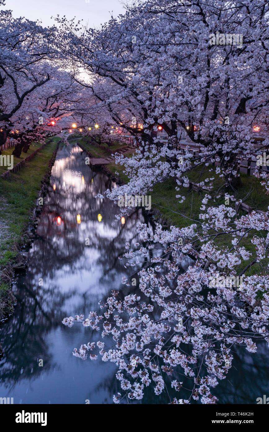 Cherry blossoms at Shingashi River, near Hikawa Shrine, Kawagoe City ...