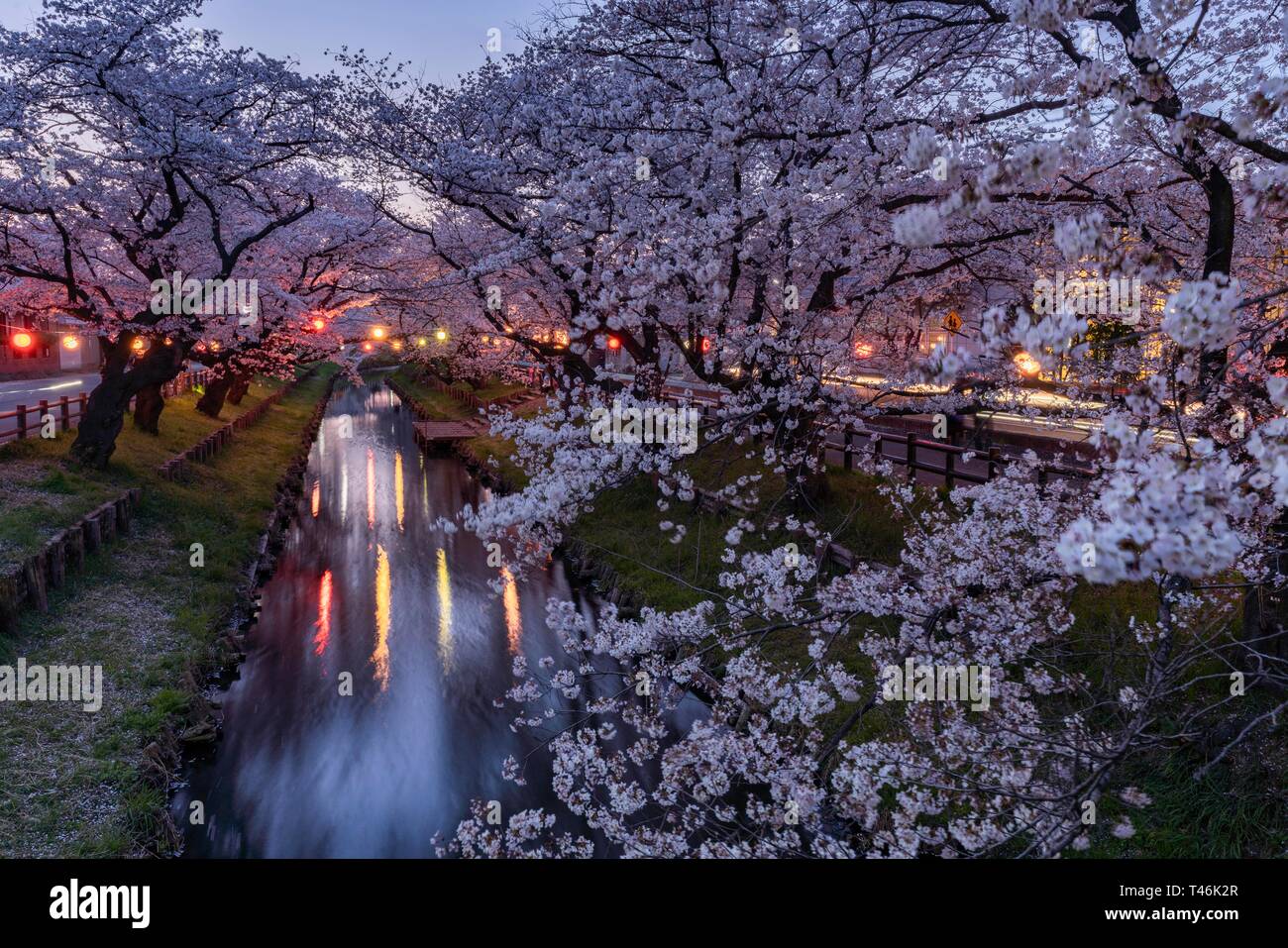 Cherry blossoms at Shingashi River, near Hikawa Shrine, Kawagoe City ...