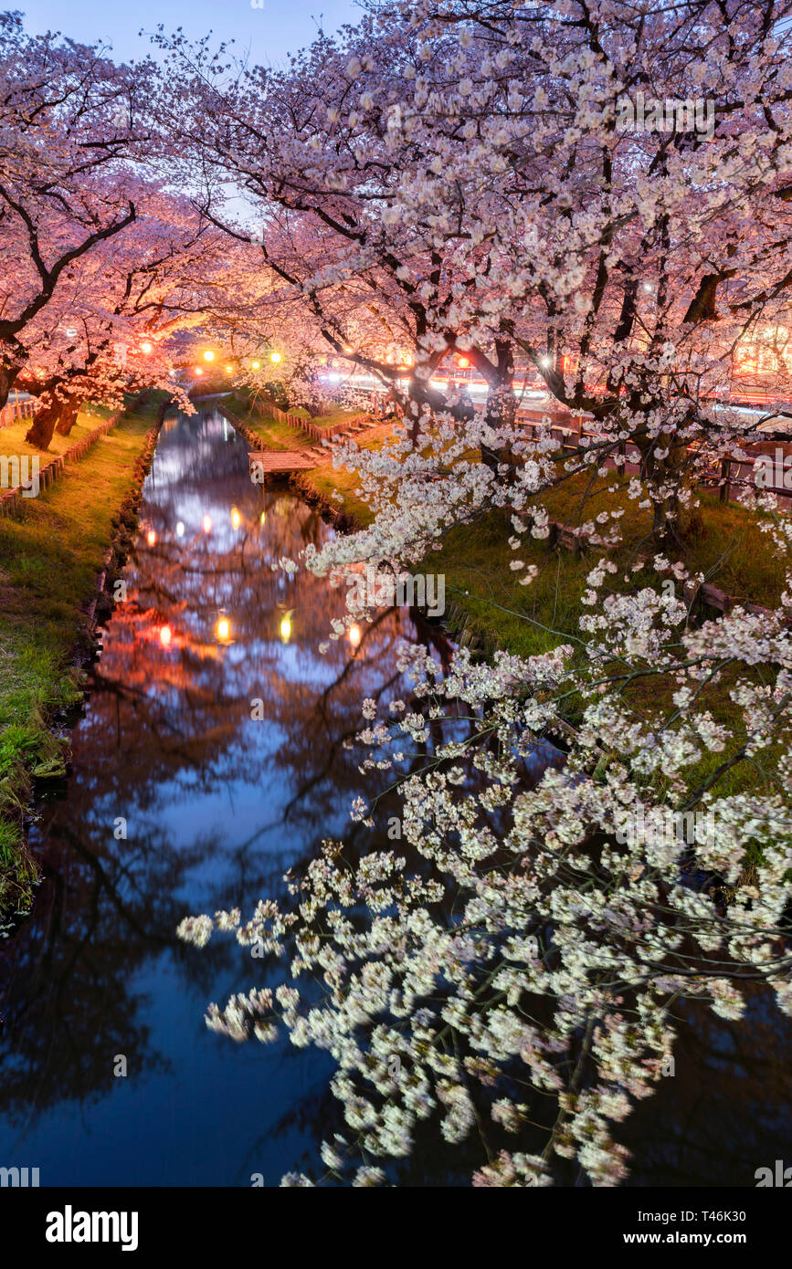 Cherry blossoms at Shingashi River, near Hikawa Shrine, Kawagoe City ...