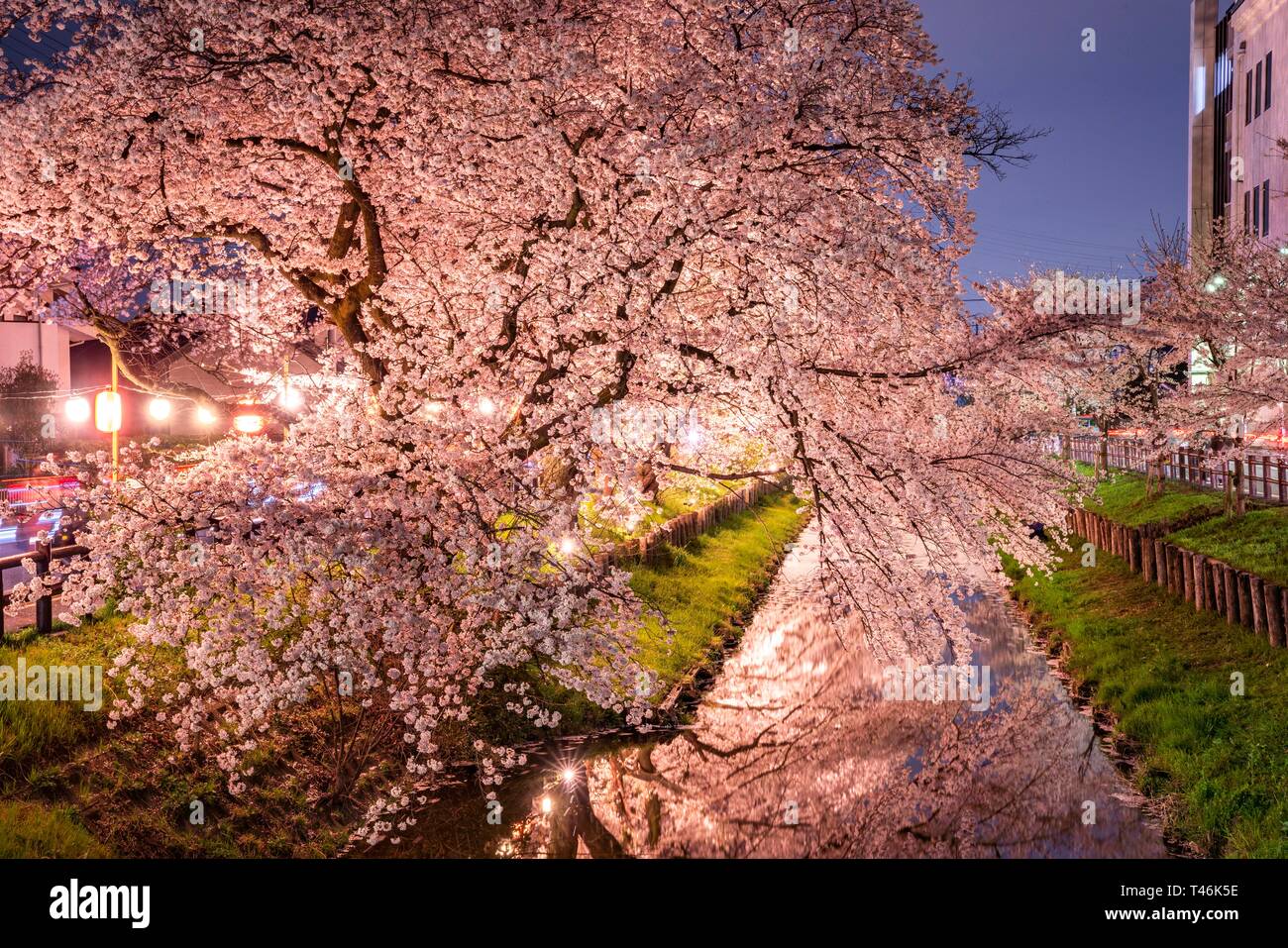 Cherry blossoms at Shingashi River, near Hikawa Shrine, Kawagoe City, Saitama Prefecture, Japan ...