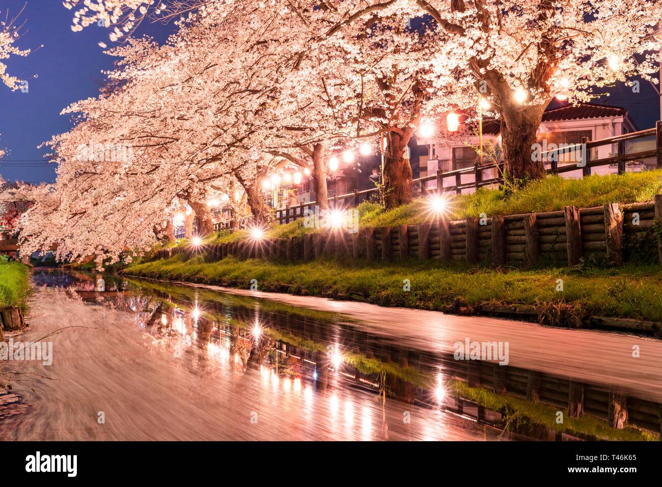 Cherry blossoms at Shingashi River, near Hikawa Shrine, Kawagoe City ...