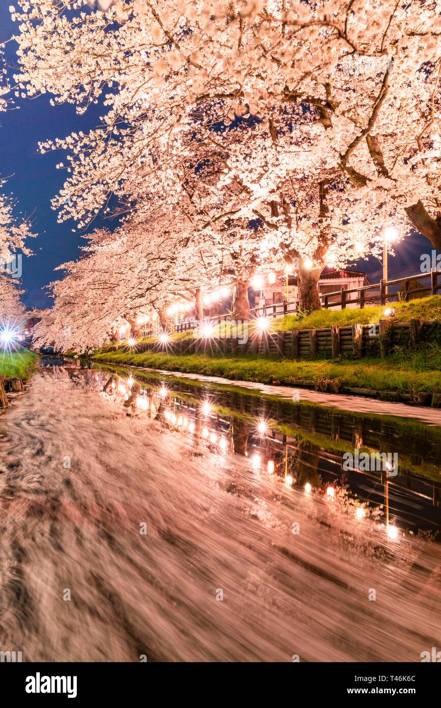 Cherry blossoms at Shingashi River, near Hikawa Shrine, Kawagoe City ...