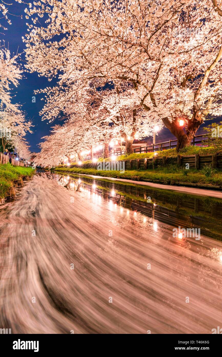 Cherry blossoms at Shingashi River, near Hikawa Shrine, Kawagoe City ...