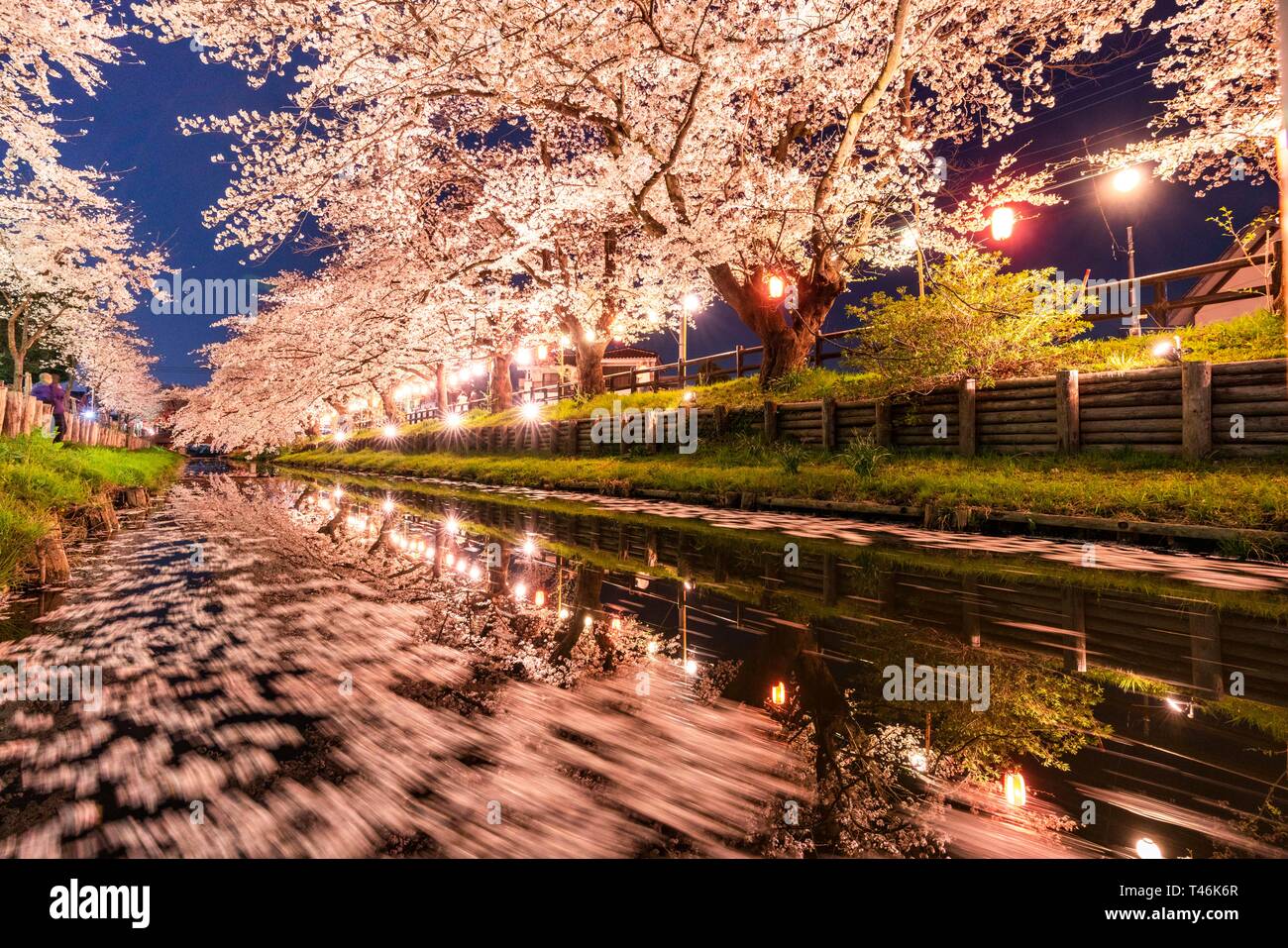 Cherry blossoms at Shingashi River, near Hikawa Shrine, Kawagoe City ...