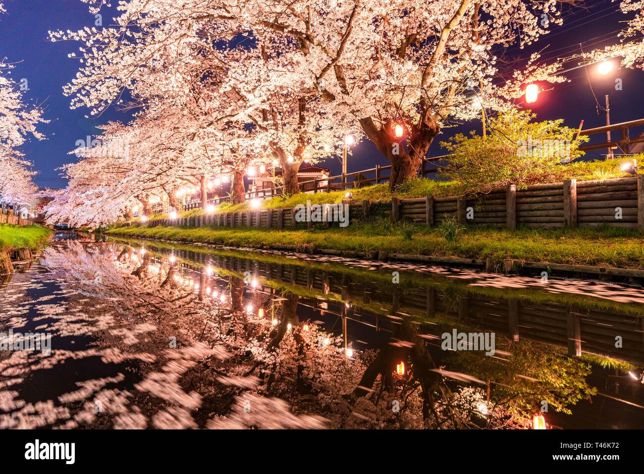 Cherry blossoms at Shingashi River, near Hikawa Shrine, Kawagoe City ...