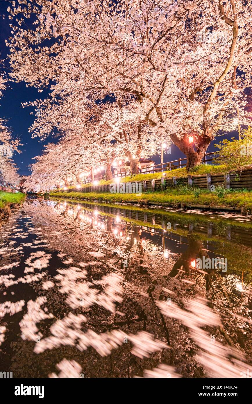 Cherry blossoms at Shingashi River, near Hikawa Shrine, Kawagoe City ...