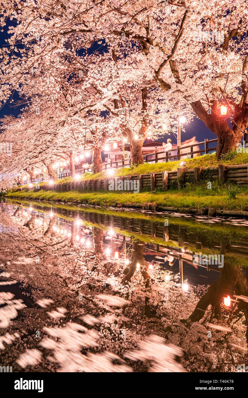 Cherry blossoms at Shingashi River, near Hikawa Shrine, Kawagoe City ...