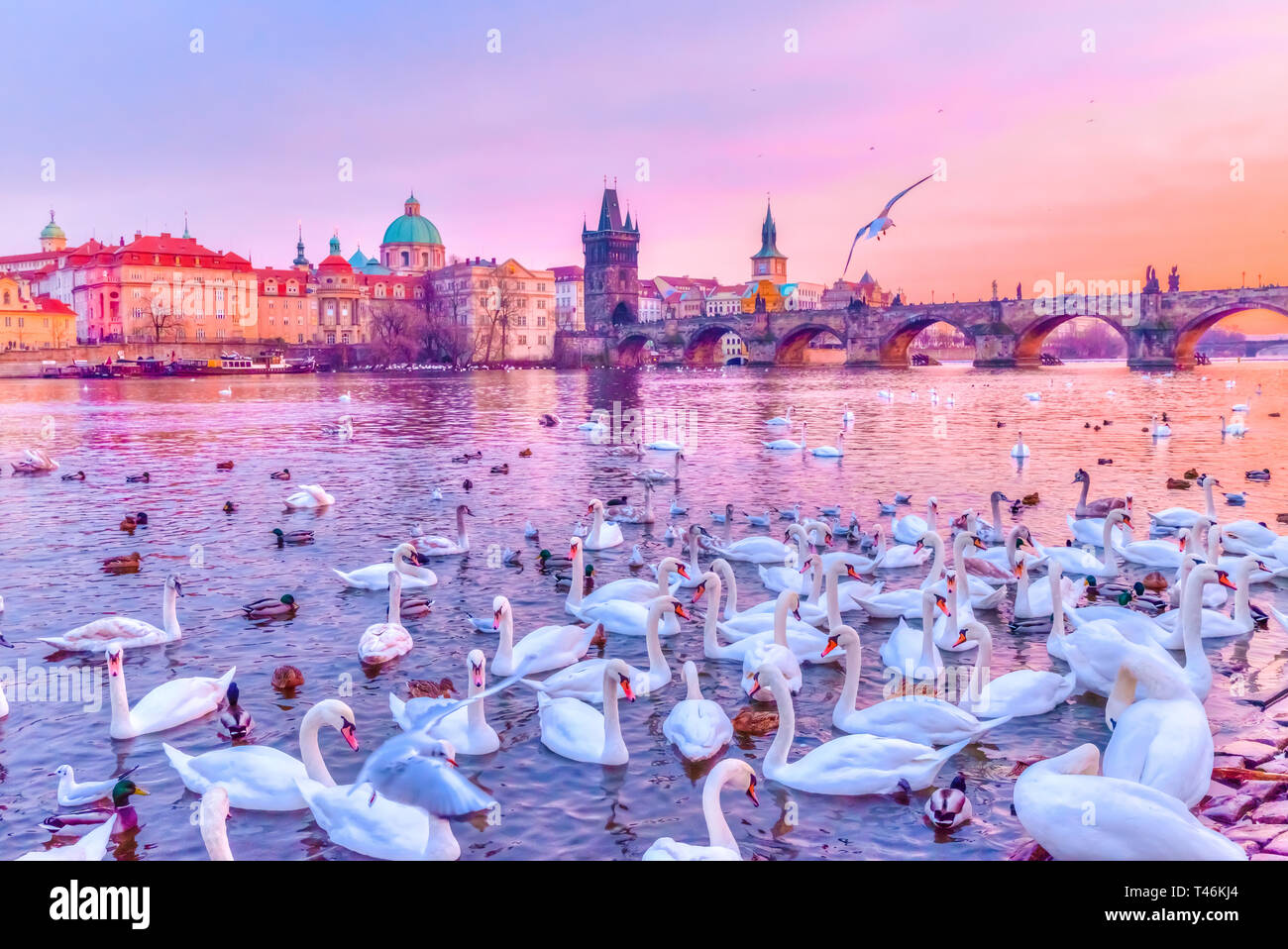 Swans on Vltava river, towers and Charles Bridge at sunset in Prague ...