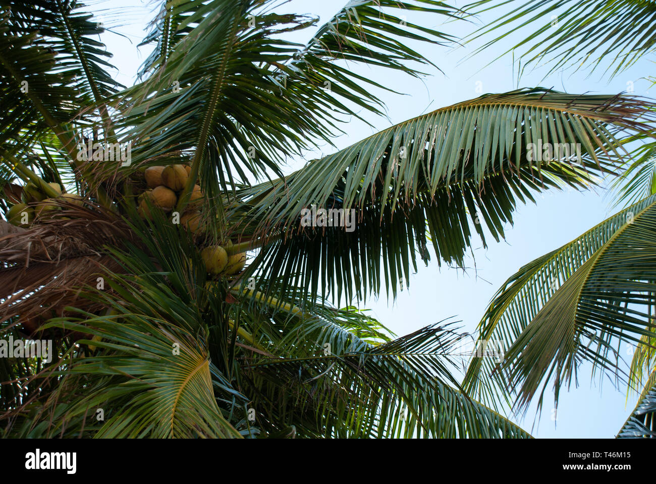Coconut tree trunks hi-res stock photography and images - Alamy