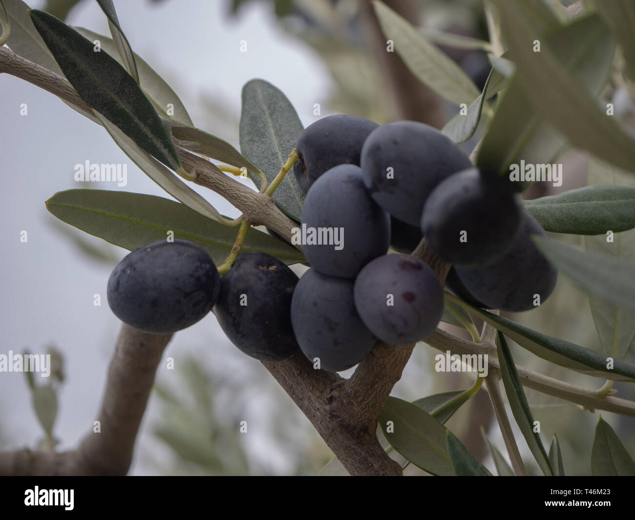 Black olive tree hi-res stock photography and images - Alamy