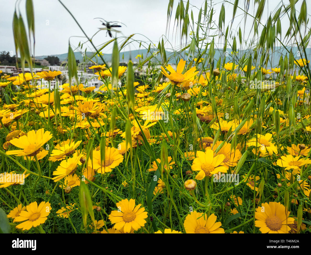 Crown daisy flower hi-res stock photography and images - Alamy