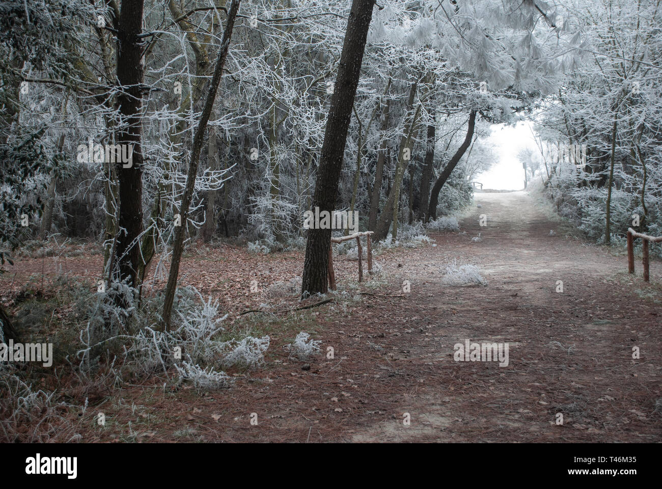 Pathway over forest hi-res stock photography and images - Alamy