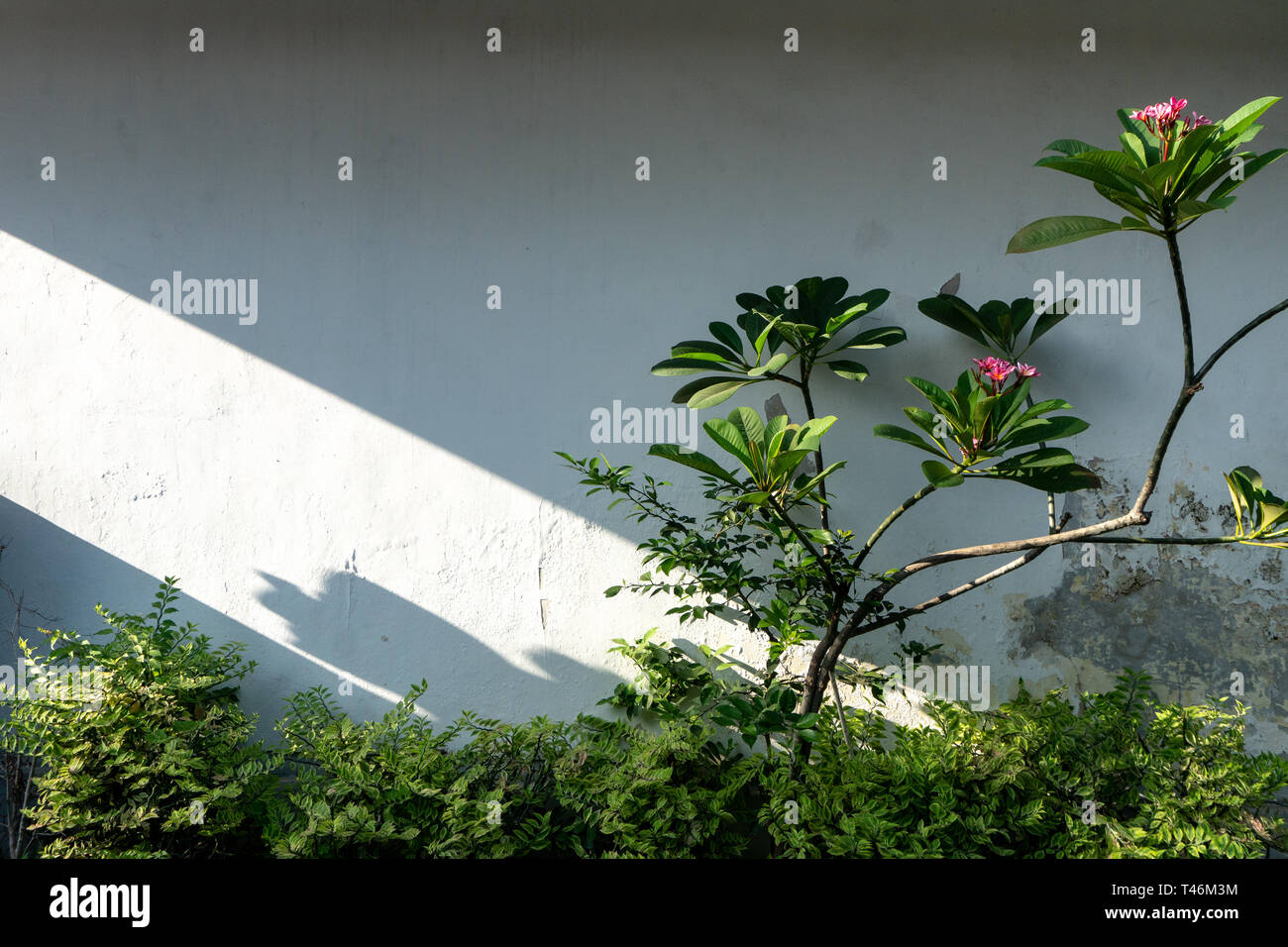 the white garden wall with some green plants and frangipani trees with ...