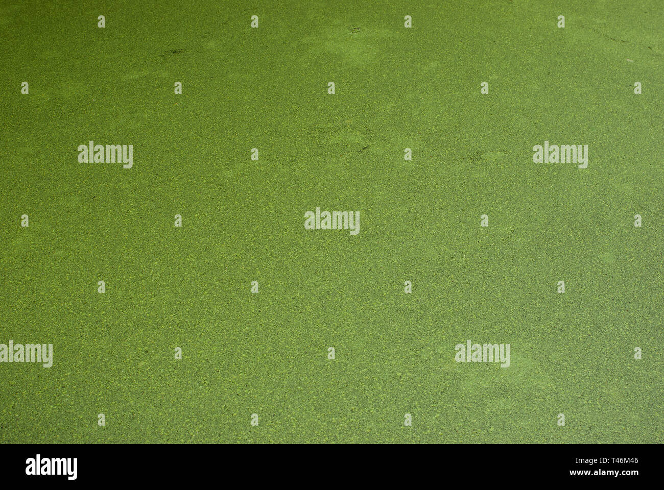 Eutrophication, river surface full of algae Stock Photo - Alamy