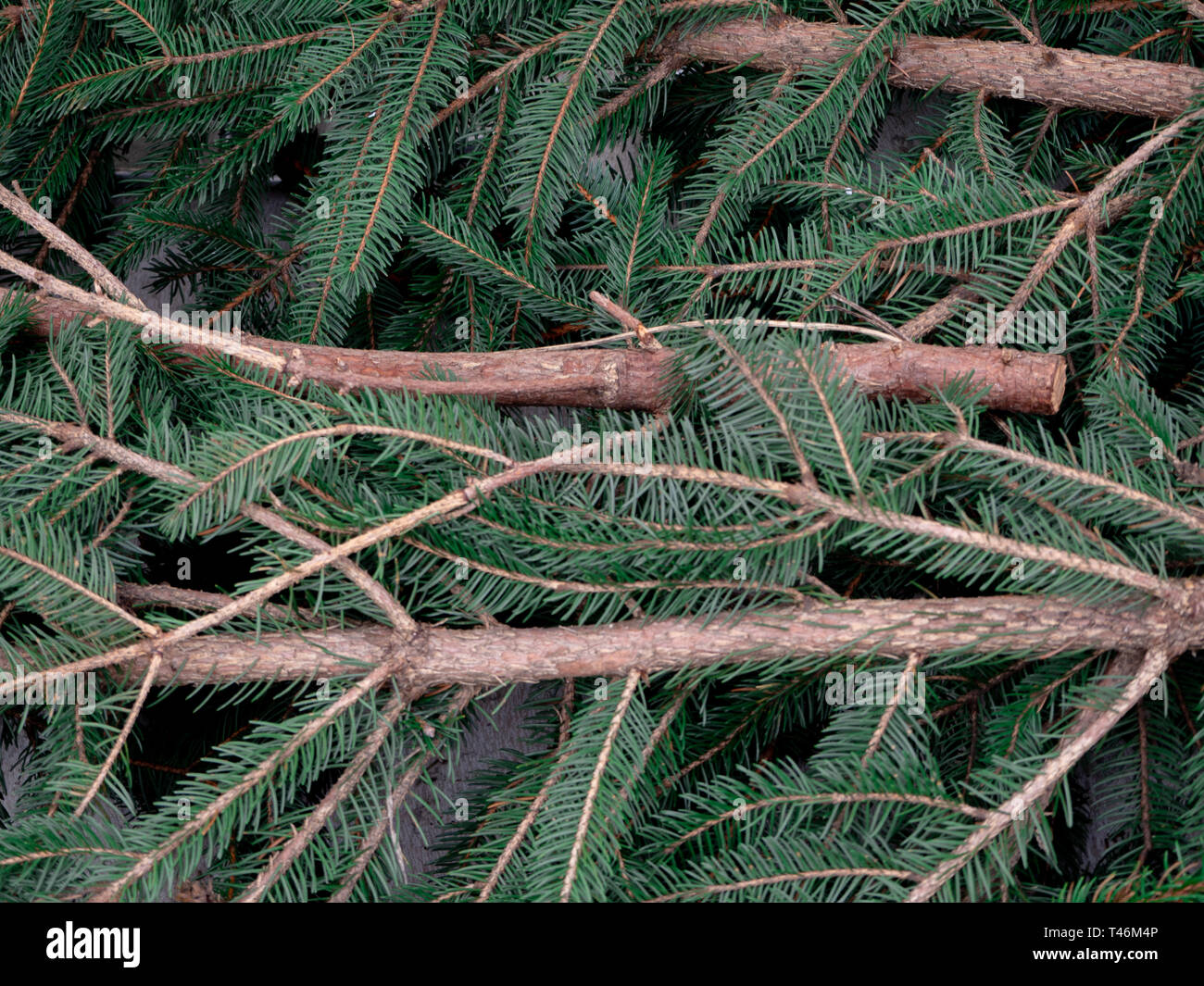 Fir tree branches Stock Photo - Alamy