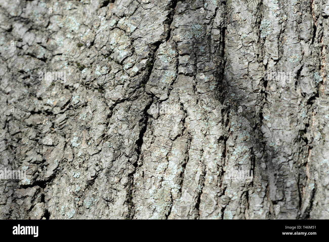 Texture of tree bark illuminated by the sun close up. Natural ...