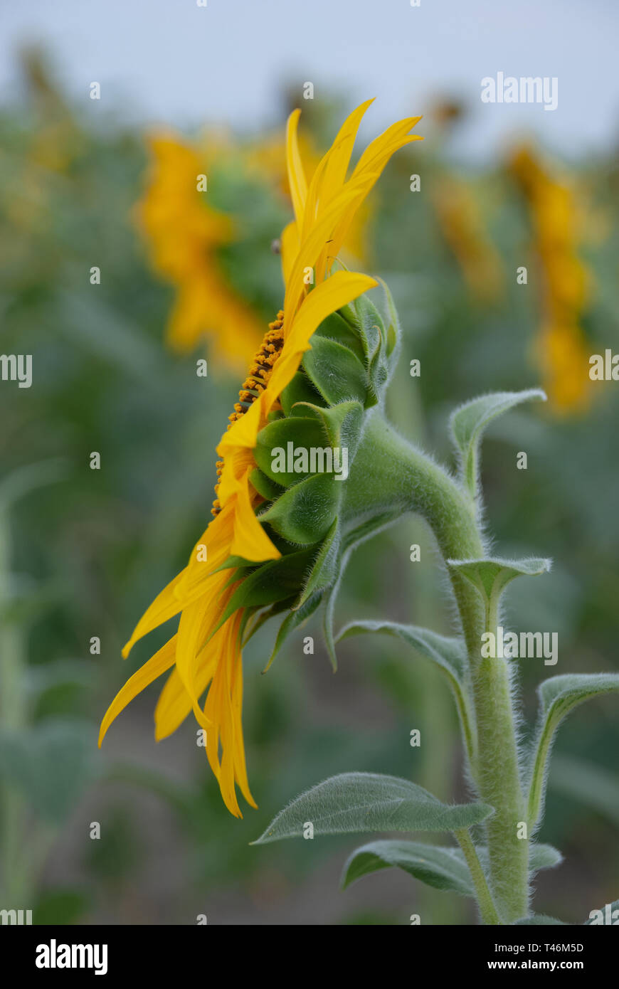 Side view of a sunflower hi-res stock photography and images - Alamy