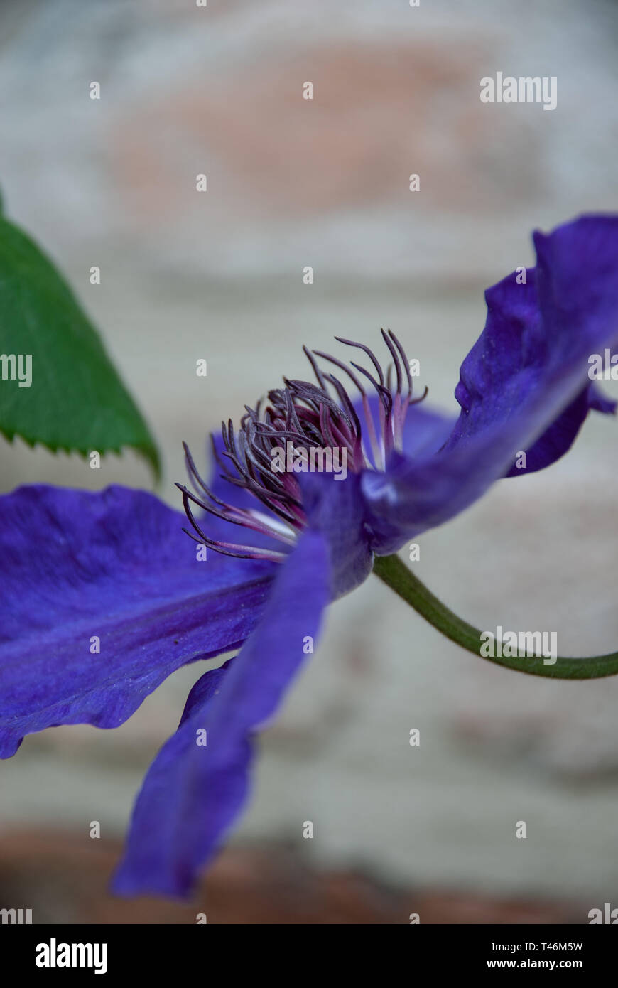 Purple Clematis flower, side view Stock Photo - Alamy