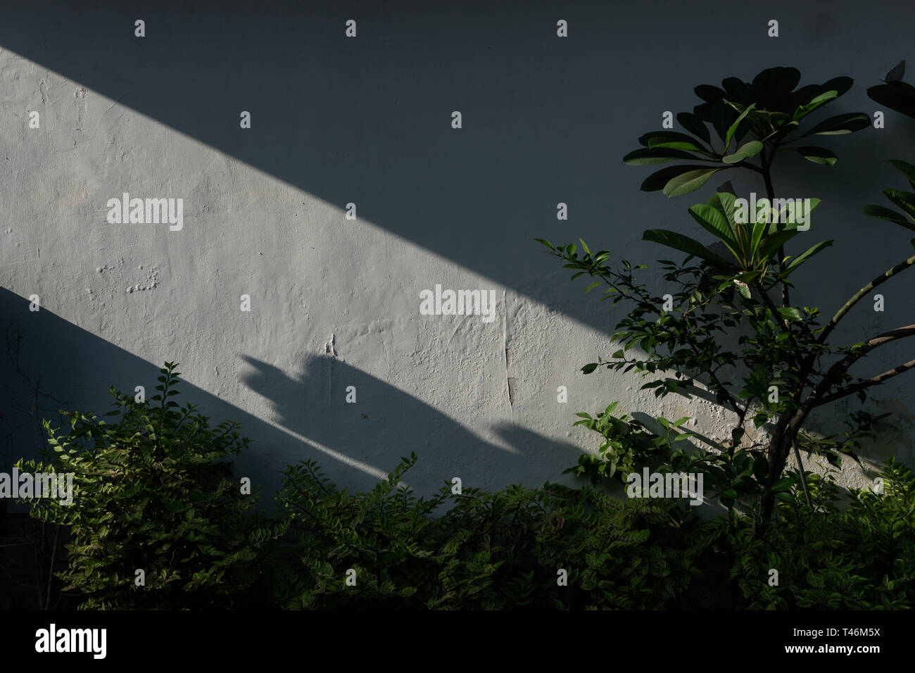 the white garden wall with some green plants and frangipani trees with ...