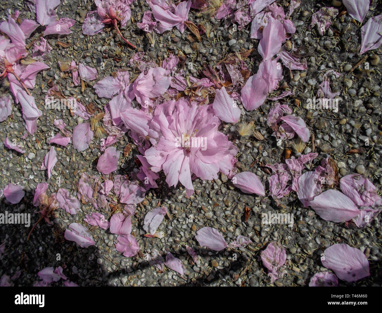 Petals on pavement hi-res stock photography and images - Alamy