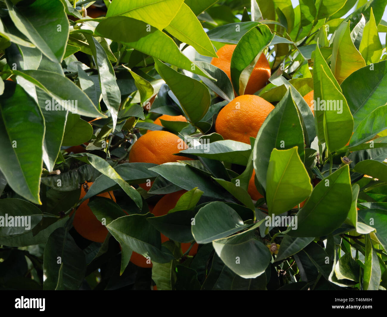 Bunch of oranges hi-res stock photography and images - Alamy