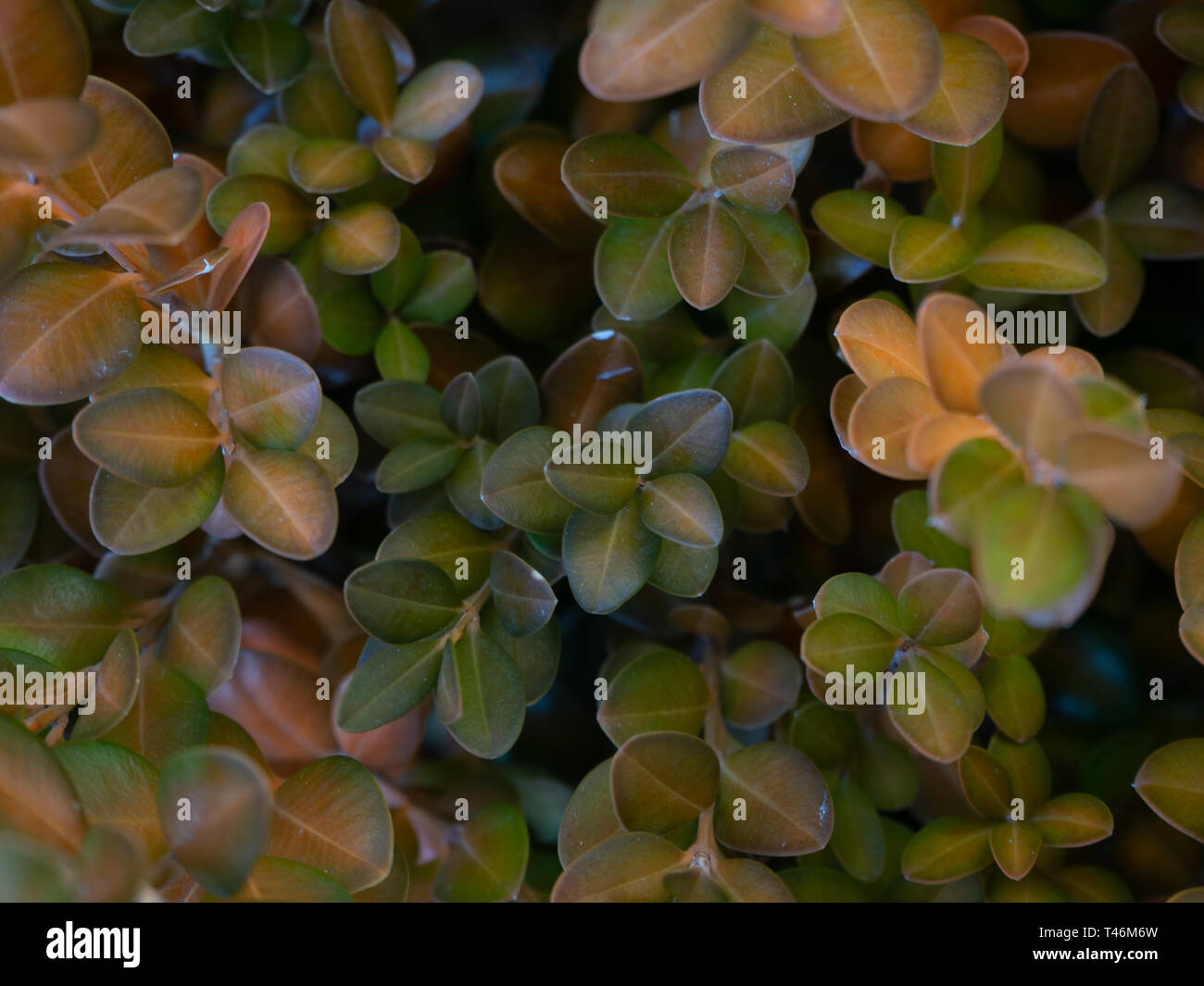 Background full of tiny leaves with different shades of colors Stock ...