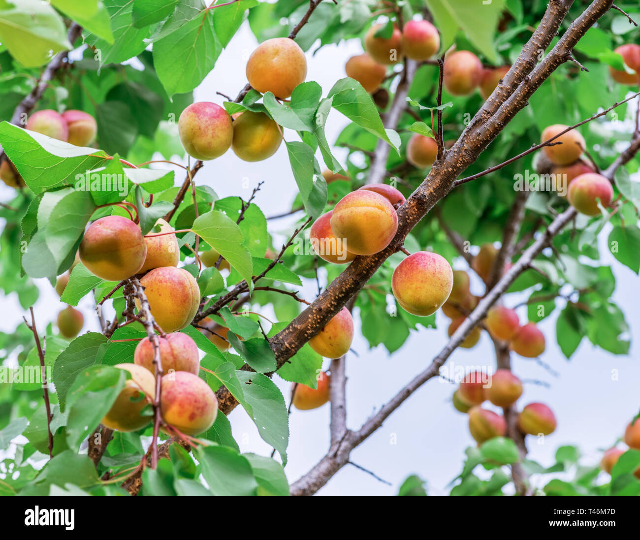 Ripe apricots on the orchard tree. Nature background Stock Photo - Alamy