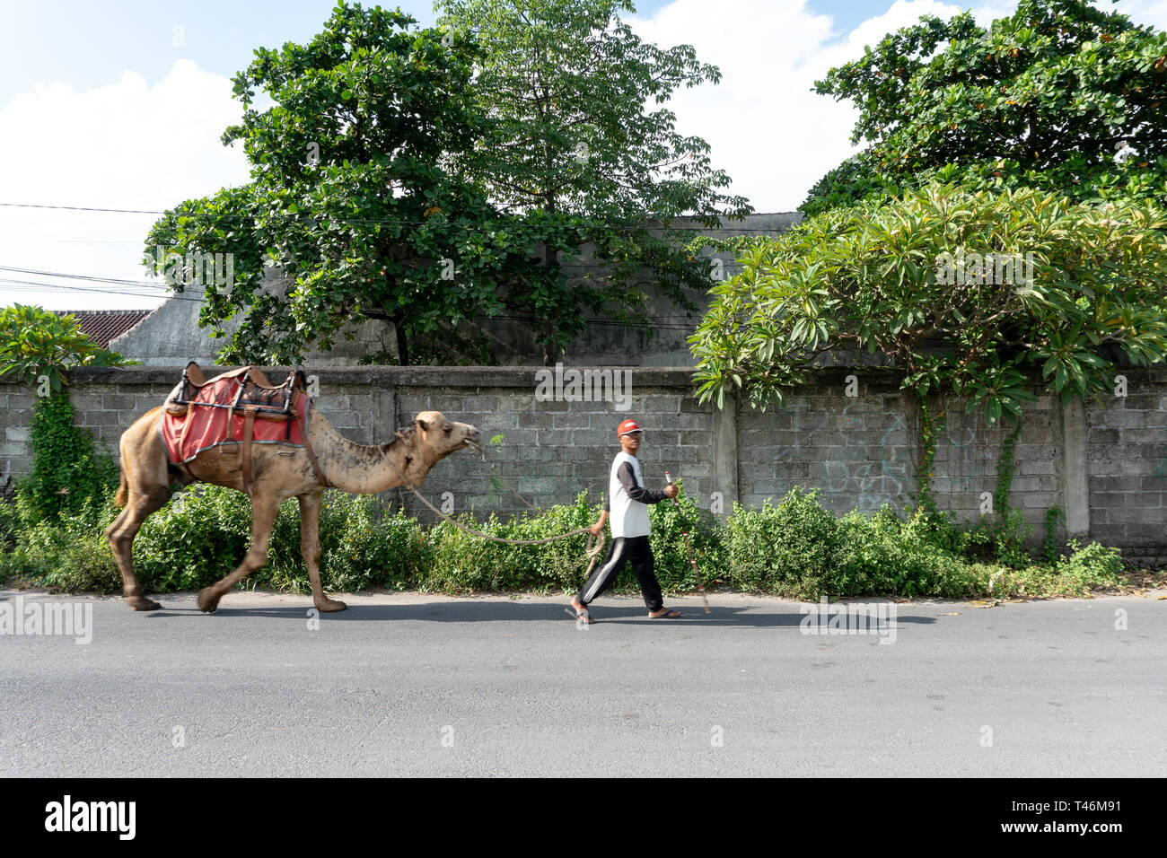 Camel carrying hi-res stock photography and images - Alamy