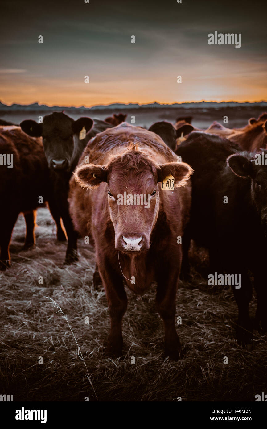 Canada alberta cow beef hi-res stock photography and images - Alamy