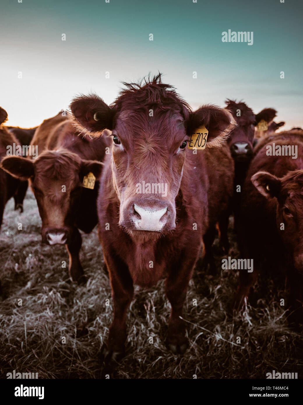 Brown and white cow in a green field hi-res stock photography and ...