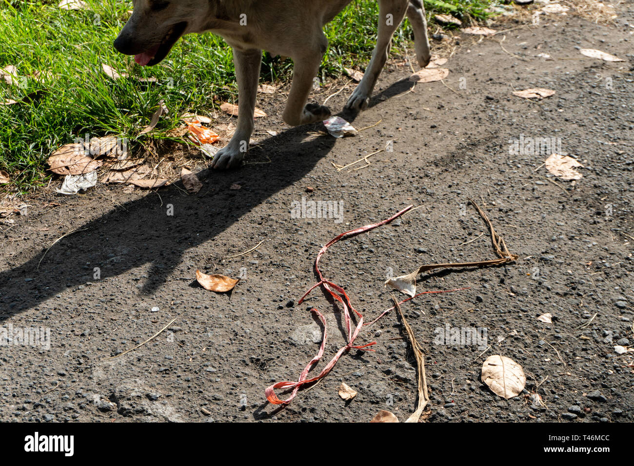 a dog with its shadow is crossing a hot asphalt road next to a green ...