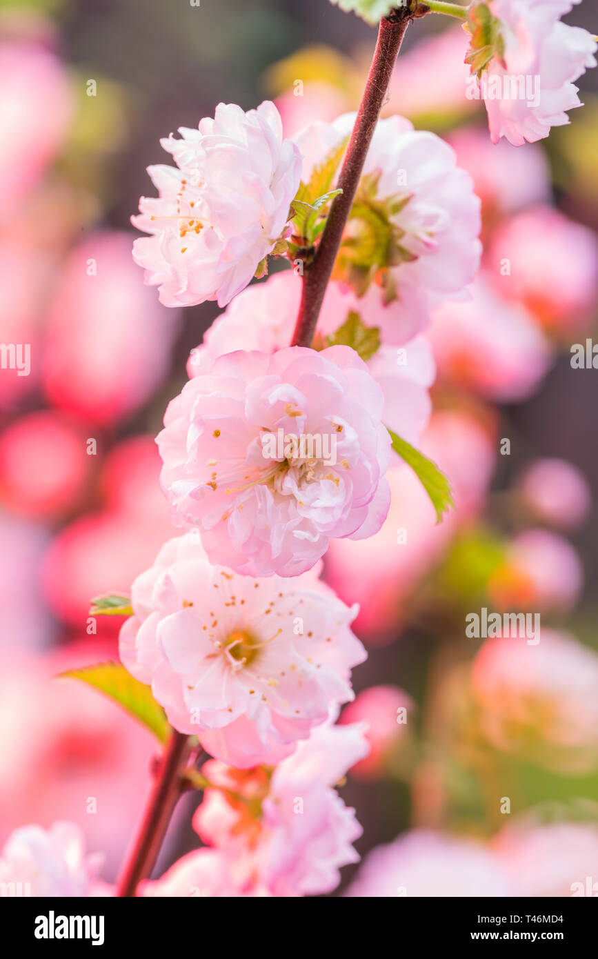 Flowering almond hi-res stock photography and images - Alamy