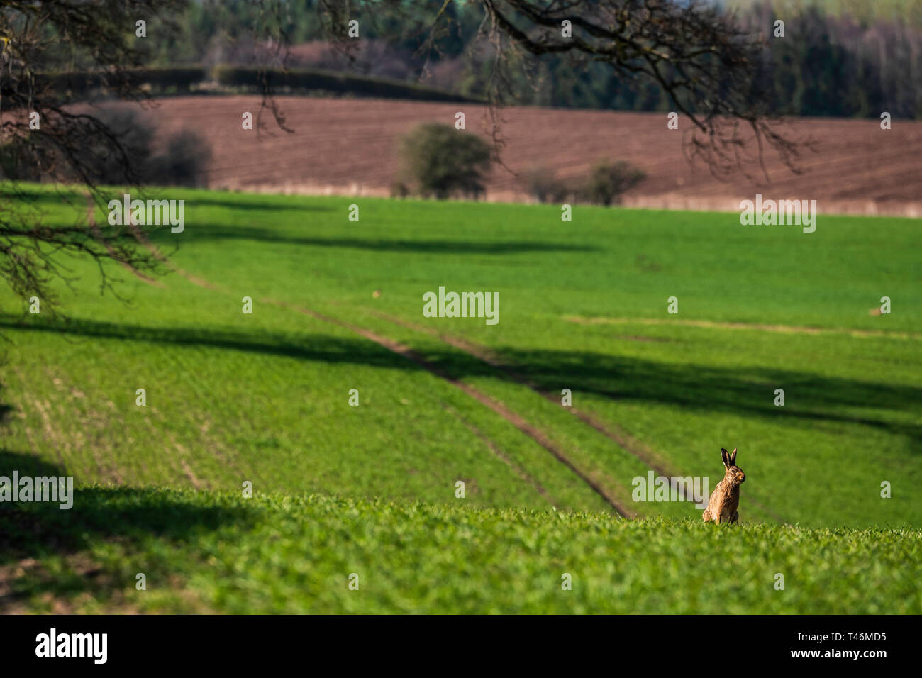 Wildlife Habitat Borders High Resolution Stock Photography and Images ...