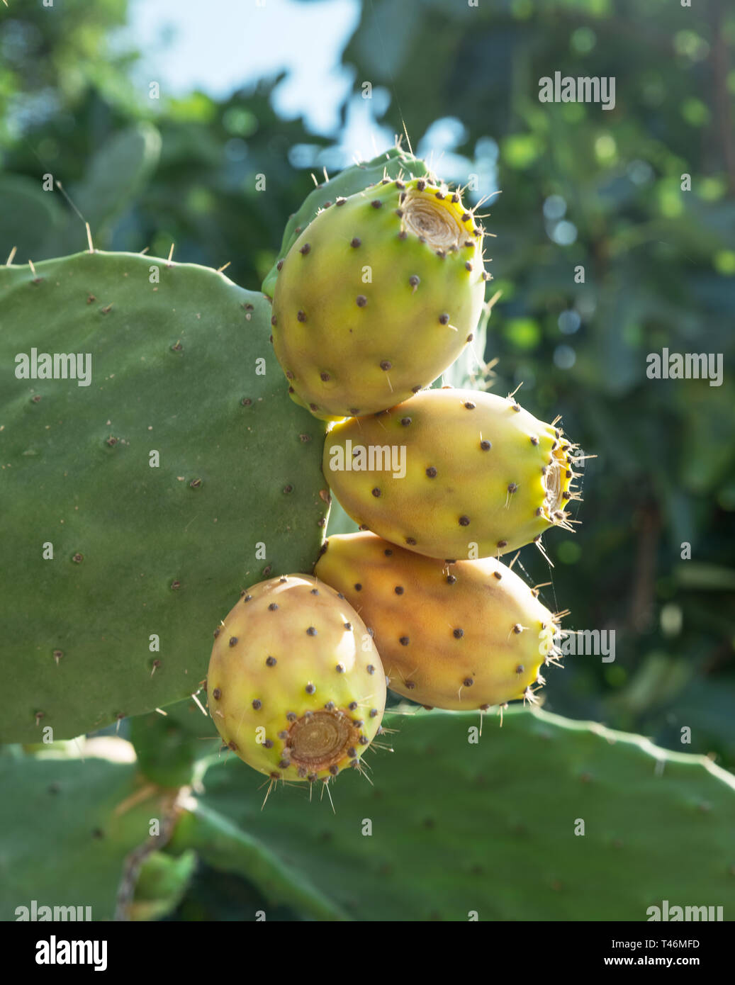 Opunia hi-res stock photography and images - Alamy