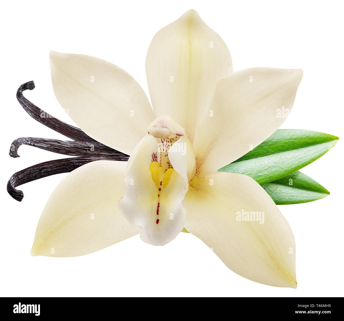 Dried vanilla sticks and orchid vanilla flower. File contains clipping ...