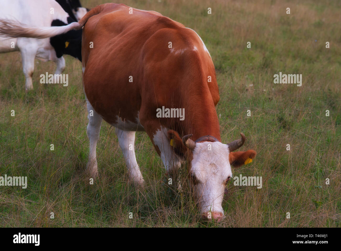 Livestock domesticated farm pasture hi-res stock photography and images ...