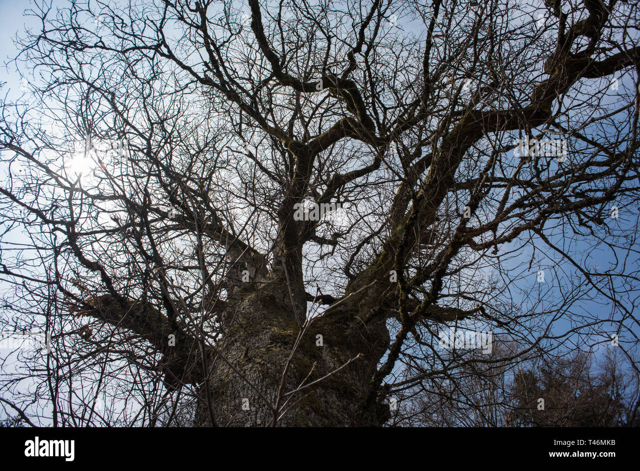 old big oak tree Stock Photo - Alamy