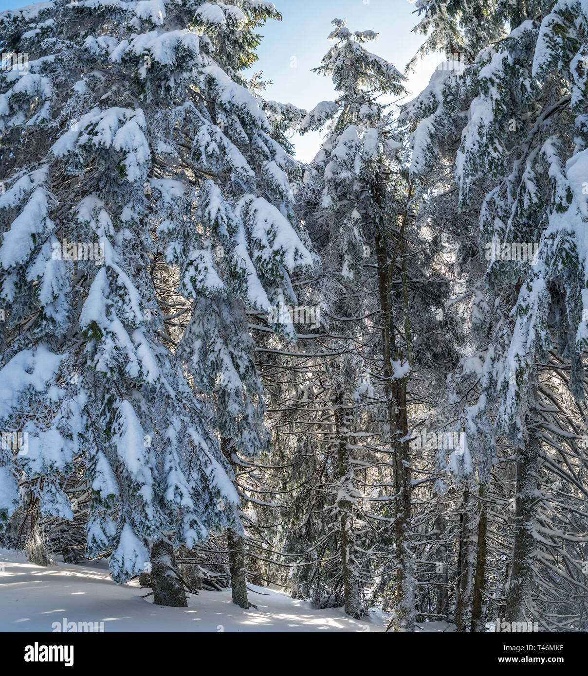 Beautiful winter landscape fir trees hi-res stock photography and ...