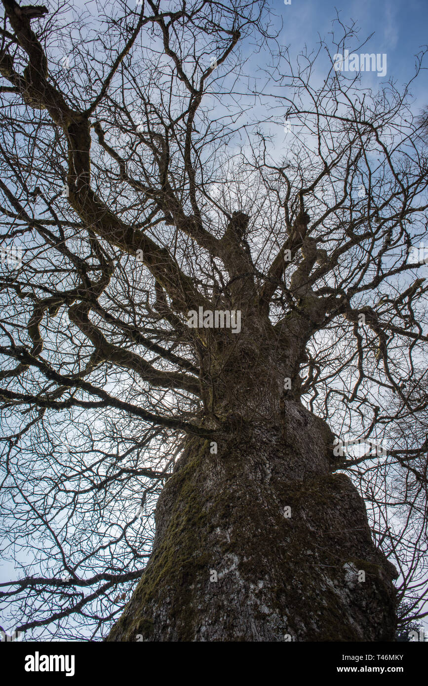 old big oak tree Stock Photo - Alamy