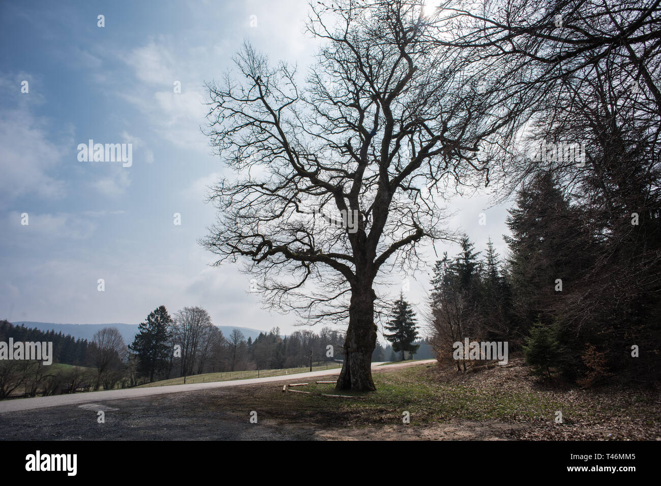 old big oak tree Stock Photo - Alamy