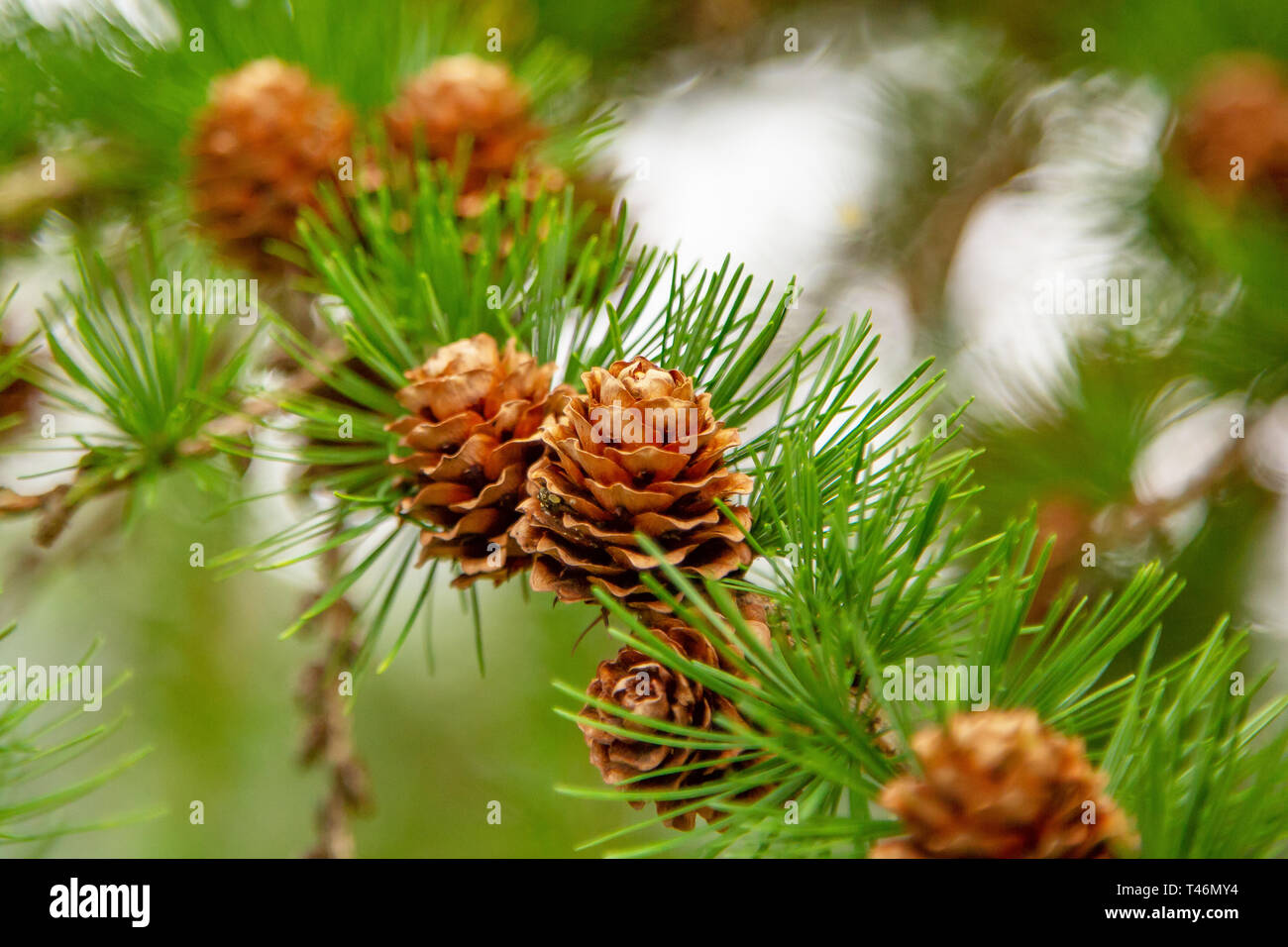 Pine cone hi-res stock photography and images - Alamy
