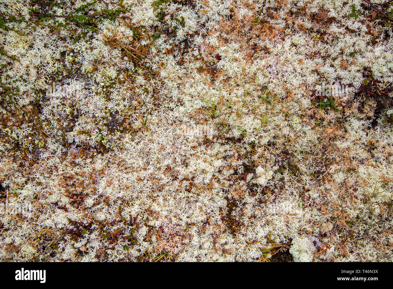 Rocks overgrown with white moss. Carpet moss white. Moss on a rock face ...